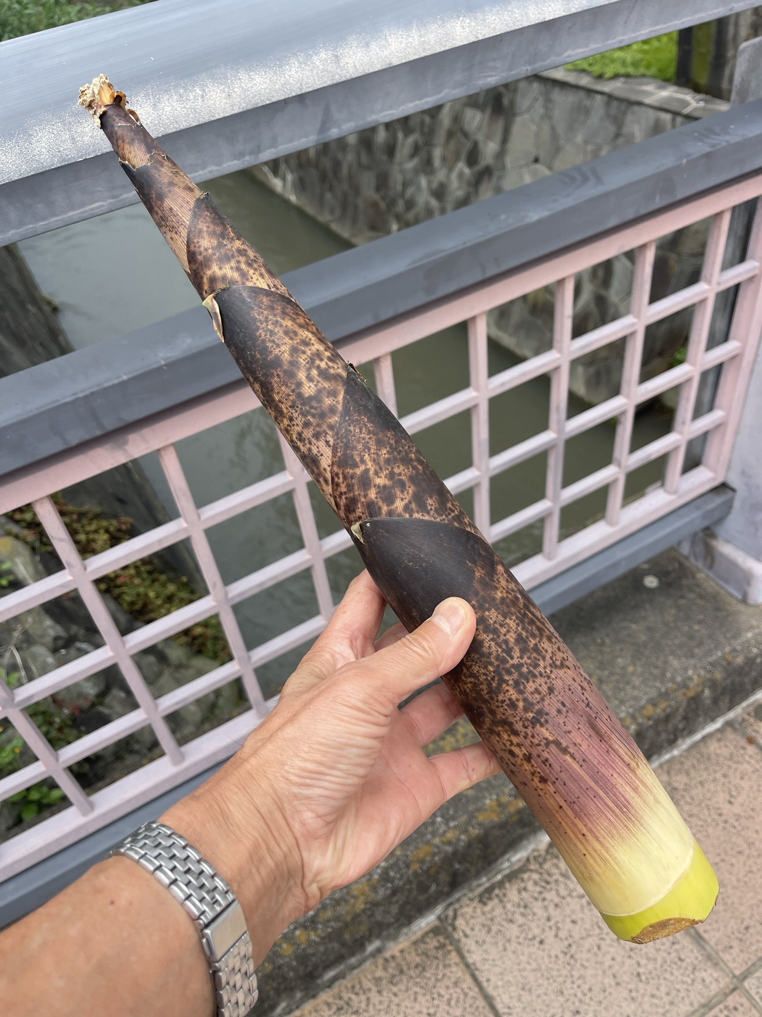 明日に向かって ー JCP GUNMA OTA – 日本共産党 群馬 太田市議 水野正己のブログ